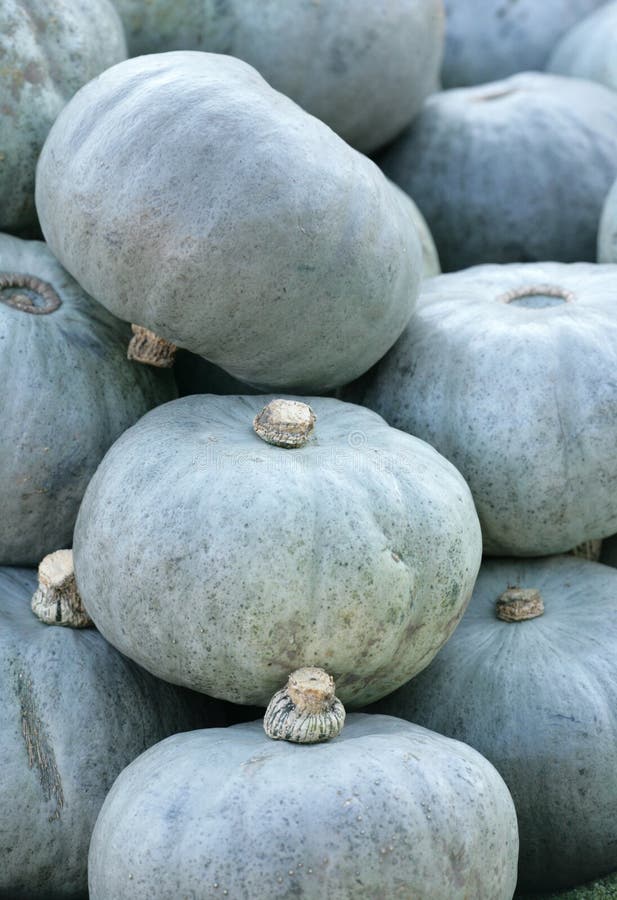 Crown prince squash stock photo. Image of crown, harvest - 21447440