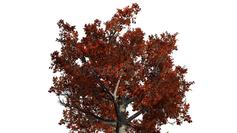 Crown of a Red Maple Tree in Fall Stock Illustration - Illustration of ...