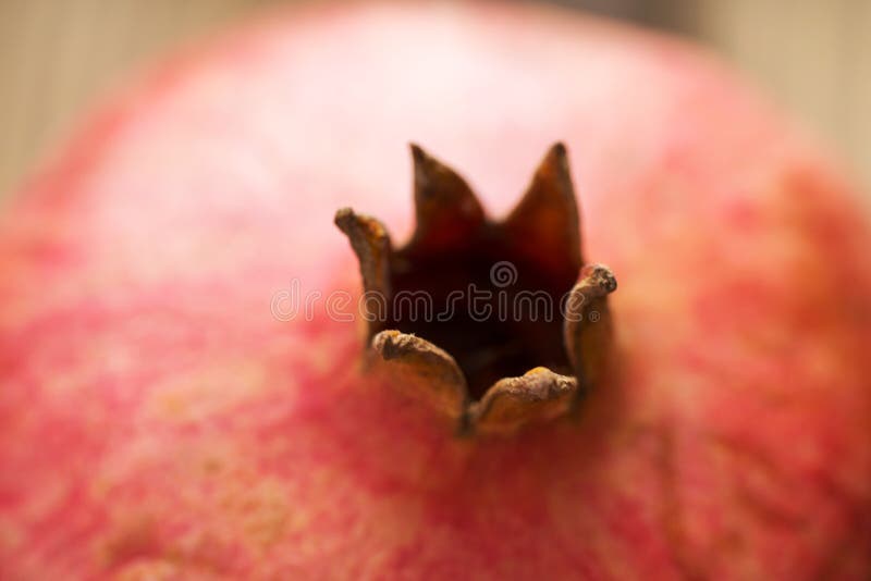 280 Pomegranate Crown Stock Photos - Free & Royalty-Free Stock Photos ...
