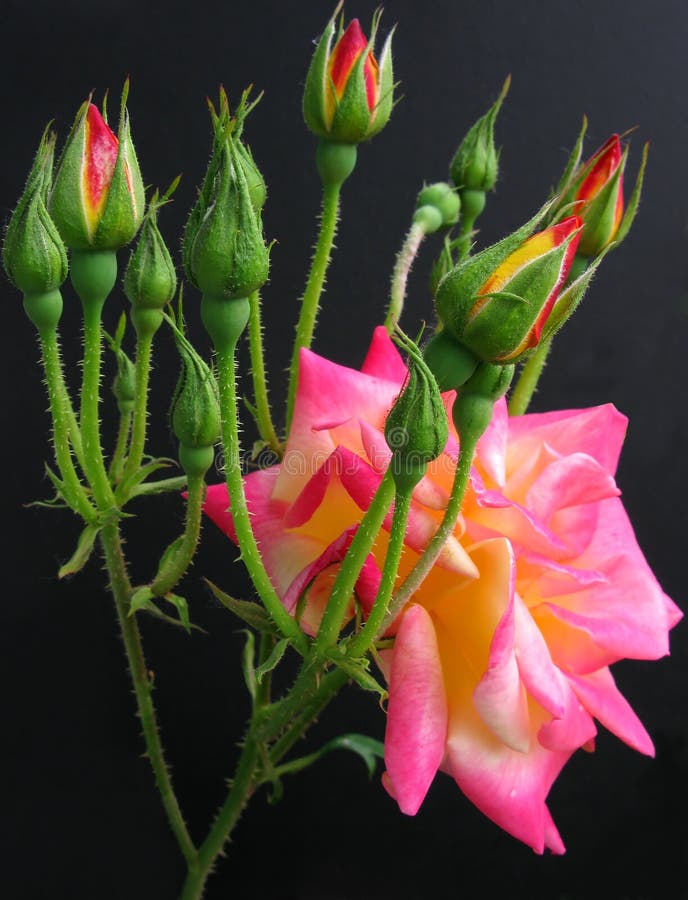 Crown of Rose Buds - Exquisite Stock Image - Image of flowers, rosa ...