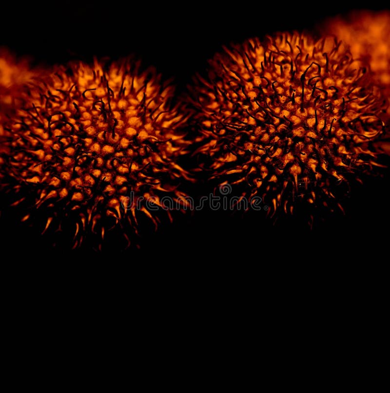 Crown-shaped Spherical Fruit Stock Photo - Image of micro, object ...