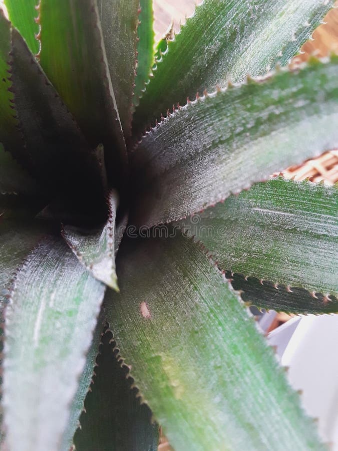 Crown of a Small Pineapple Shoot Stock Photo - Image of shoot, minerals ...