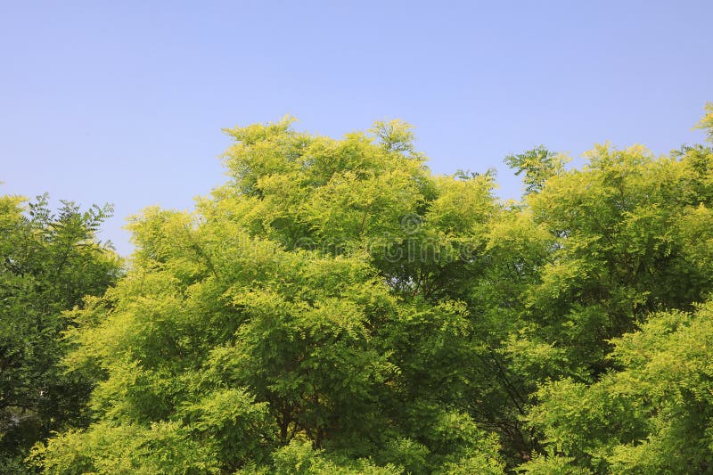Crown of Sophora Tree in Blue Sky Stock Image - Image of sophora, green ...