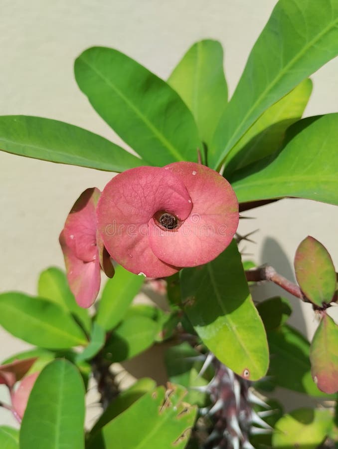 Crown Spike plant stock image. Image of lilac, leaf - 287079171