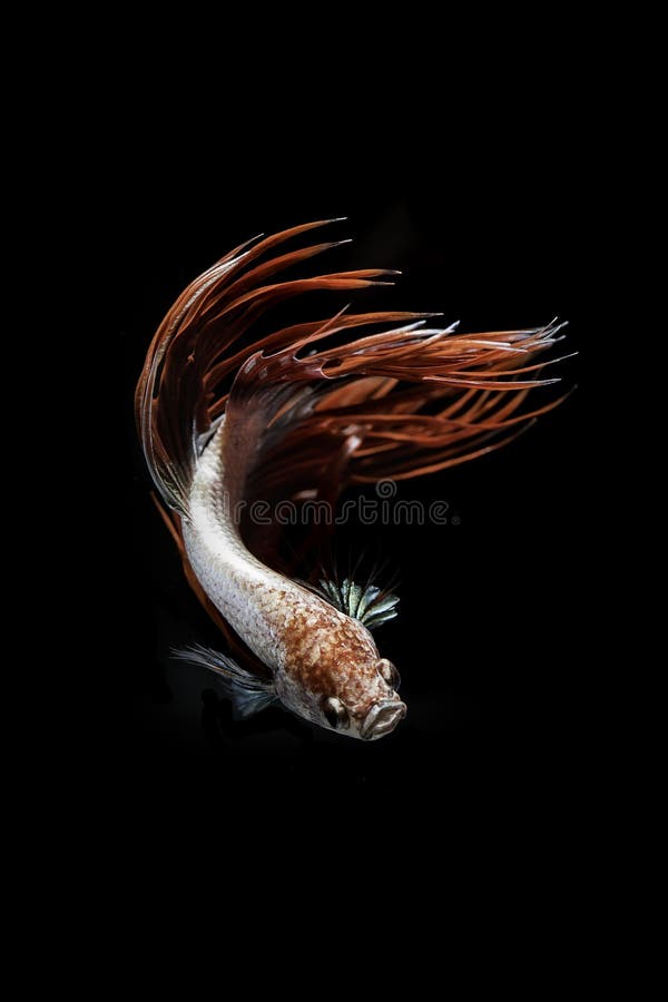 4,423 Crown Fish Stock Photos - Free & Royalty-Free Stock Photos from ...