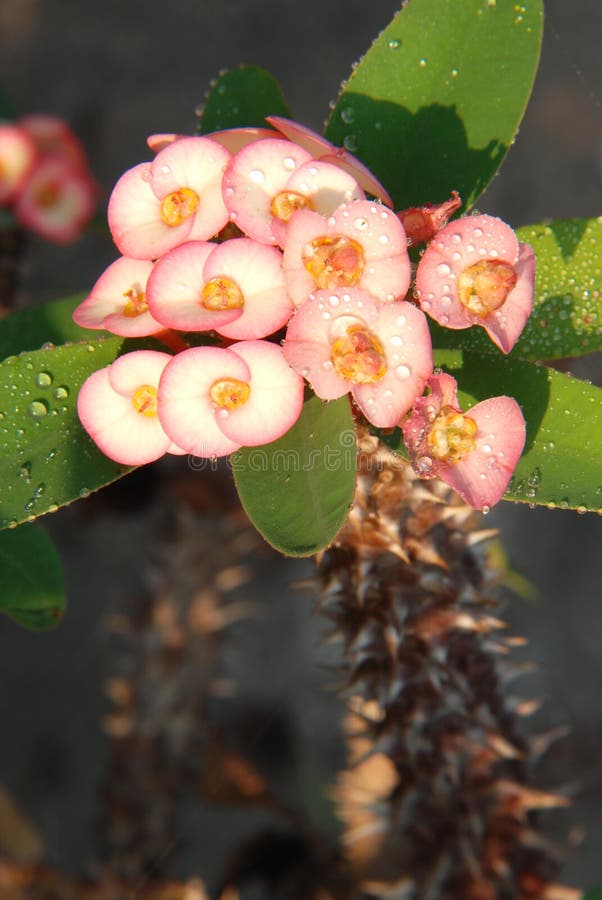 Crown of Thorn Flower stock image. Image of asia, east - 37085023
