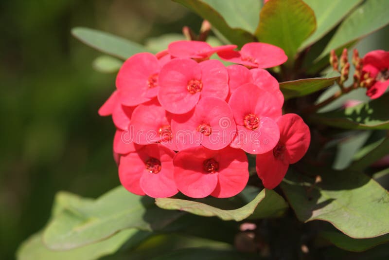 Crown of Thorn Flower stock image. Image of plant, summer - 161013831