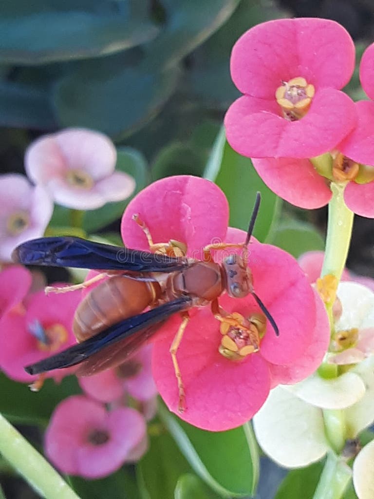 Thorne Crown Svg Stock Photos - Free & Royalty-Free Stock Photos from ...