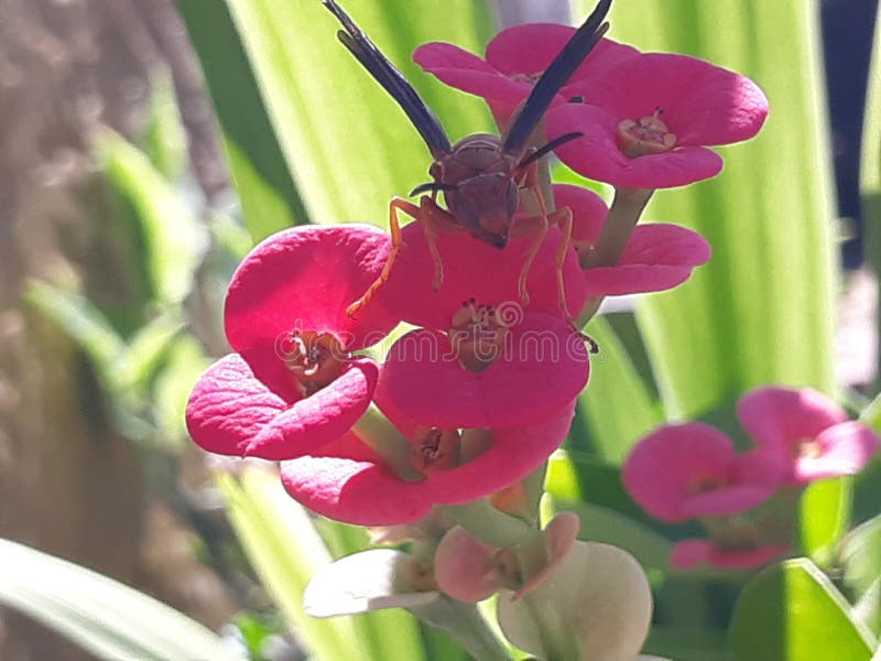 Thorne Crown Svg Stock Photos - Free & Royalty-Free Stock Photos from ...