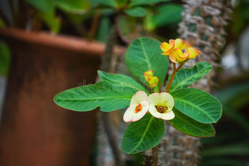 Crown of Thorns, Christ Thorn Stock Photo - Image of bloom, plant: 69521250