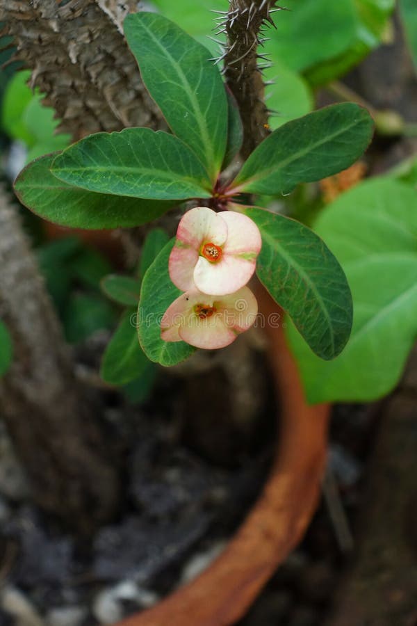 Crown of Thorns, Christ Thorn Stock Photo - Image of garden, milli ...