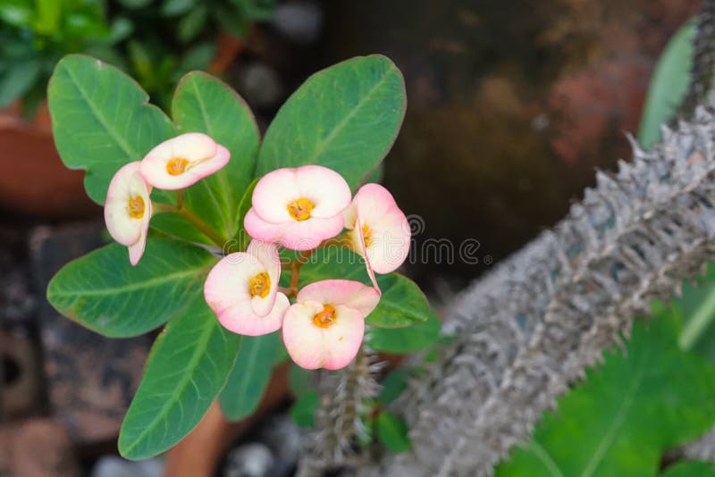 Crown of Thorns, Christ Thorn Stock Image - Image of isolated, natural ...