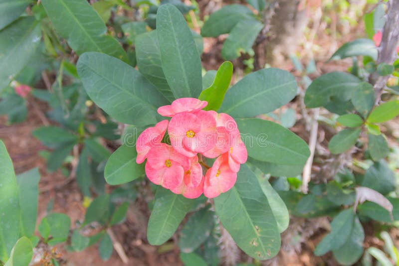 Crown of Thorns, Christ Thorn.Desert Rose Stock Image - Image of bloom ...