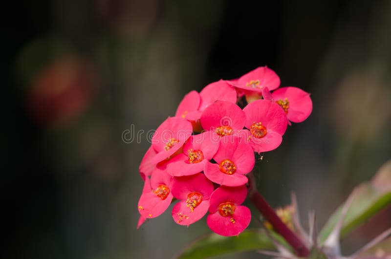Crown of Thorns, Christ Thorn.Desert Rose (Desert Rose) Stock Image ...