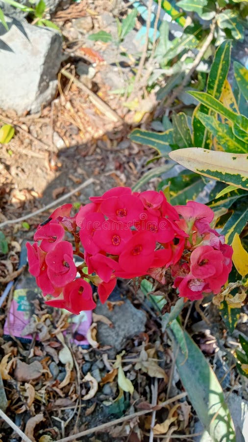 The Crown of Thorns Flower is a Beautiful Flower, the Stem is Full of ...