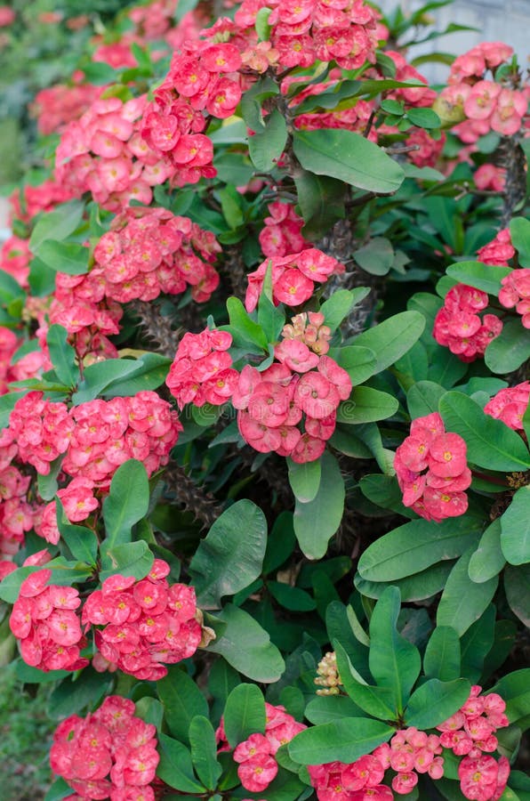 Crown of thorns flower stock image. Image of crown, euphorbia - 63289209
