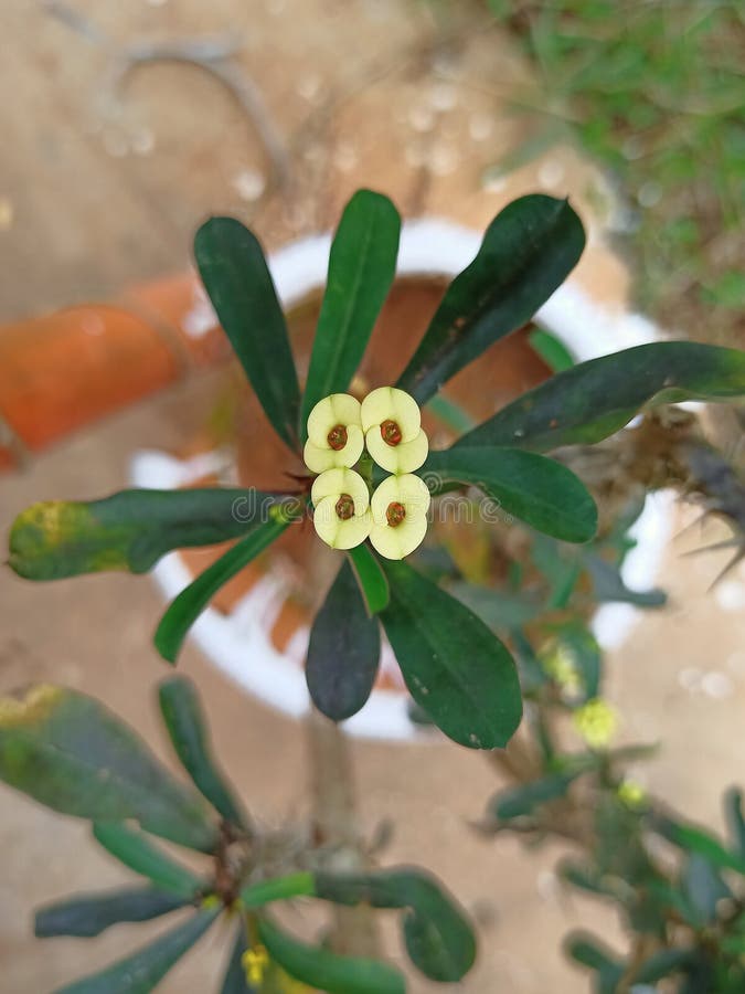 The Crown-of-thorns flower stock photo. Image of spring - 229811026