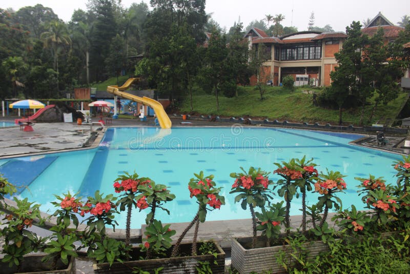 Crown of Thorns Flower from West Java Stock Image - Image of floral ...