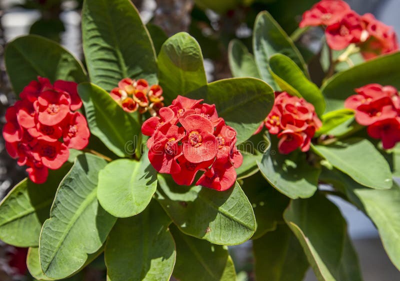 Crown of Thorns Flowering Bush Stock Photo - Image of garden, petal ...