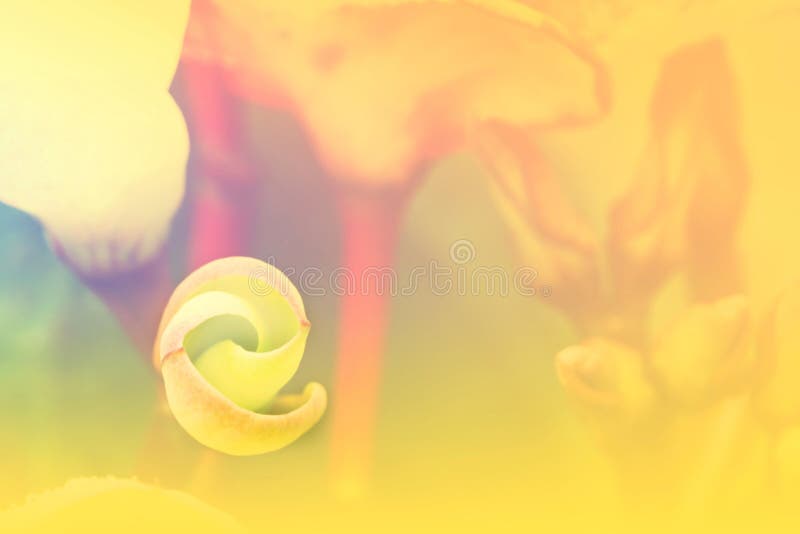 Crown of thorns stock photo. Image of natural, color - 50071638