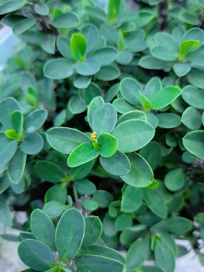 Crown of Thorns Plant. Tree .flower. Stock Photo - Image of crown ...