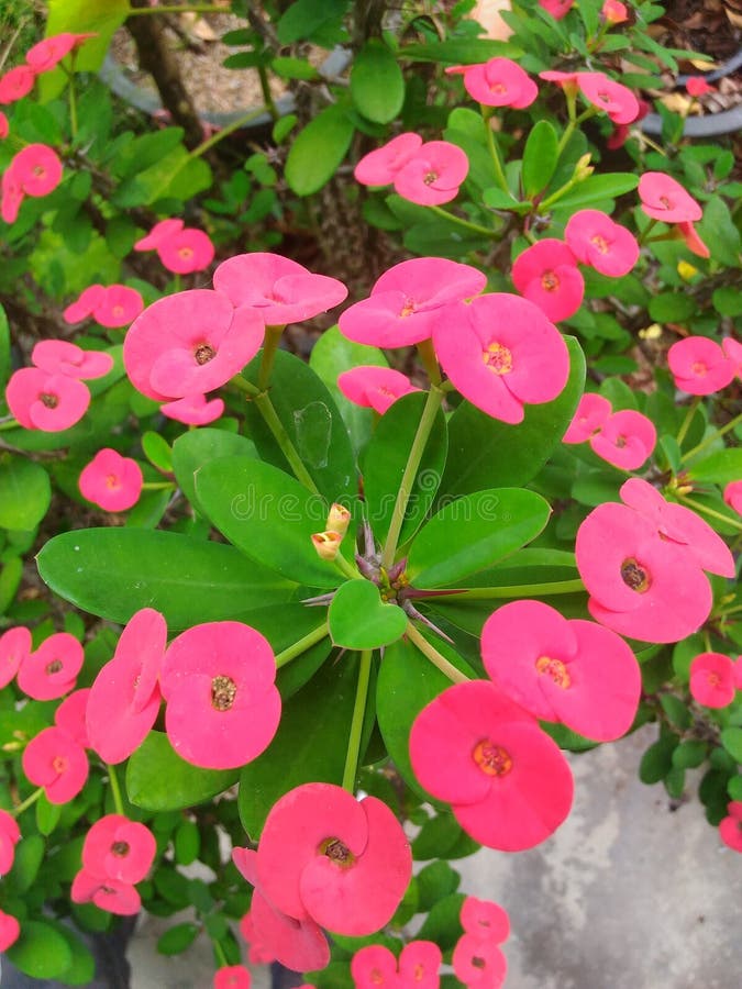 Red Crown Of Thorns, Christ Thorn Flowers With Green Leaves. Stock ...
