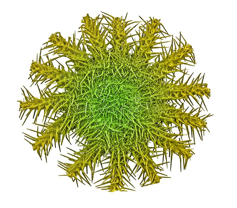 Crown-of-thorns Sea Star Isolated on White Stock Photo - Image of ...