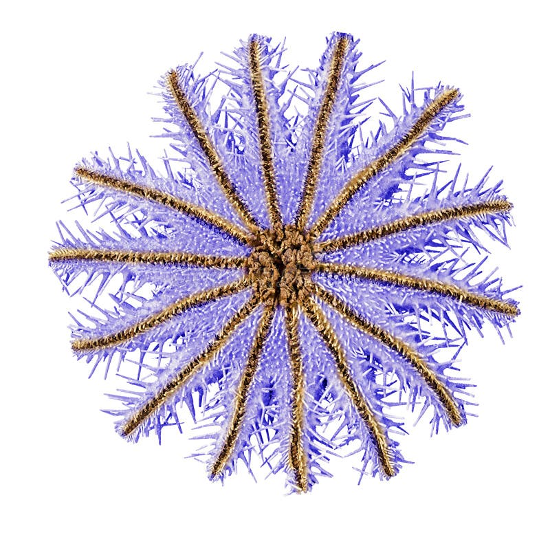 Crown-of-thorns Sea Star Isolated on White Stock Photo - Image of white ...