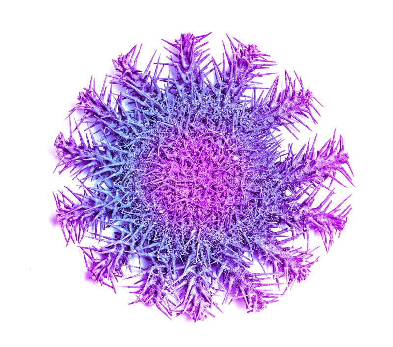 Crown-of-thorns Sea Star Isolated on White Stock Photo - Image of ...