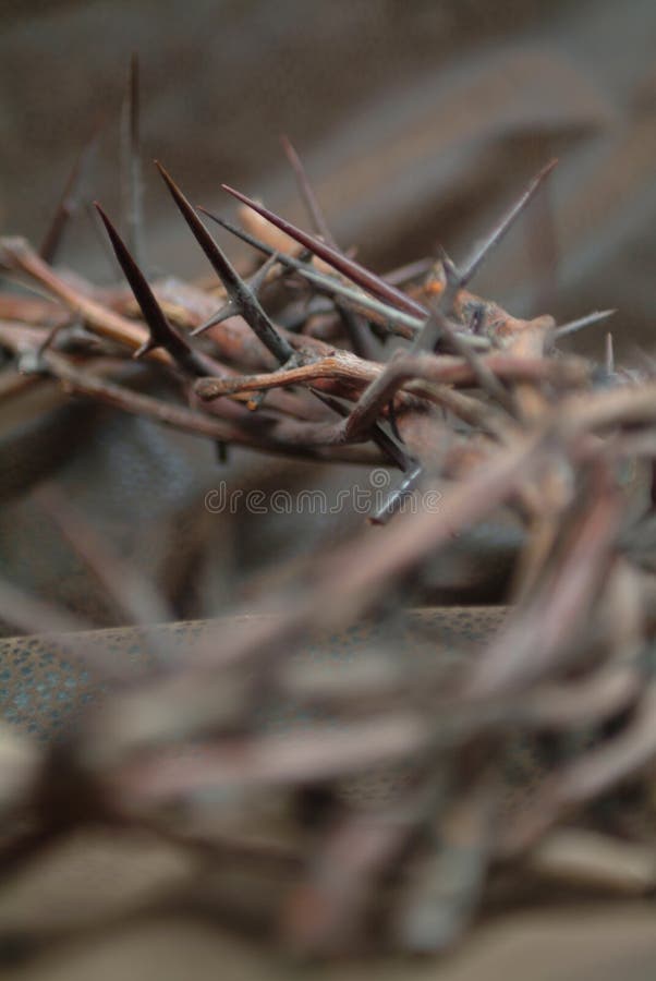 128 Twisted Thorns Stock Photos - Free & Royalty-Free Stock Photos from ...