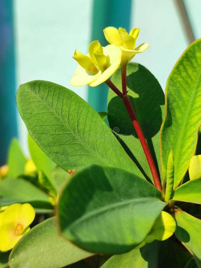 Crown Throne Flower in the Noon Stock Photo - Image of crown, scenery ...