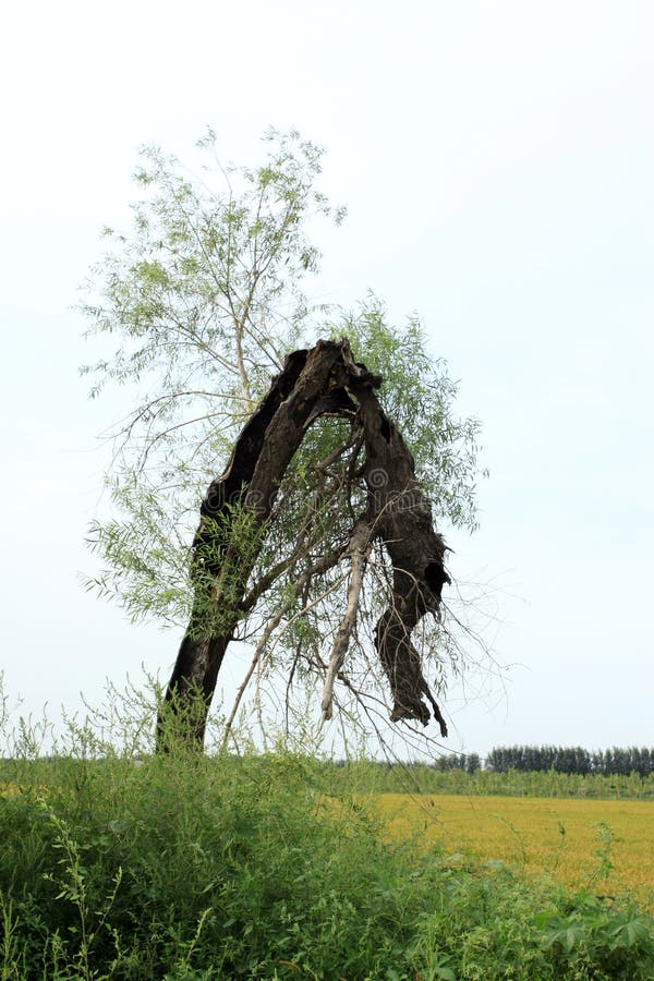Crown of a tree stock image. Image of detail, outdoor - 26869643