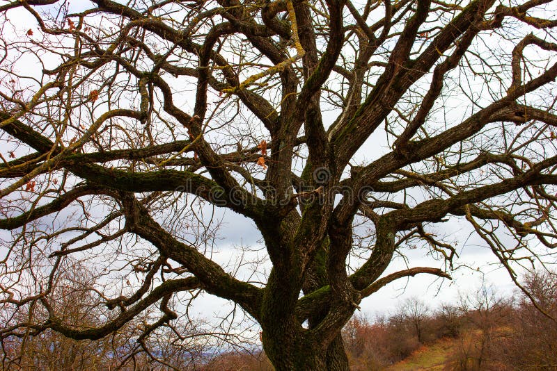 Crown of a tree in autumn stock image. Image of horizon - 211686447