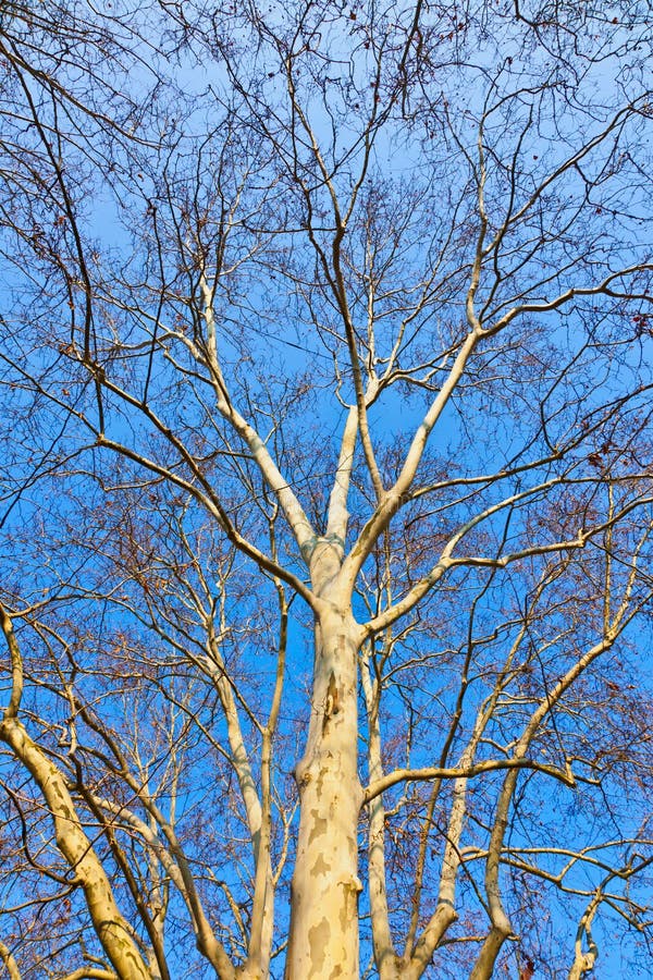 Crown of Tree with Blue Sky Stock Photo - Image of flora, decorative ...