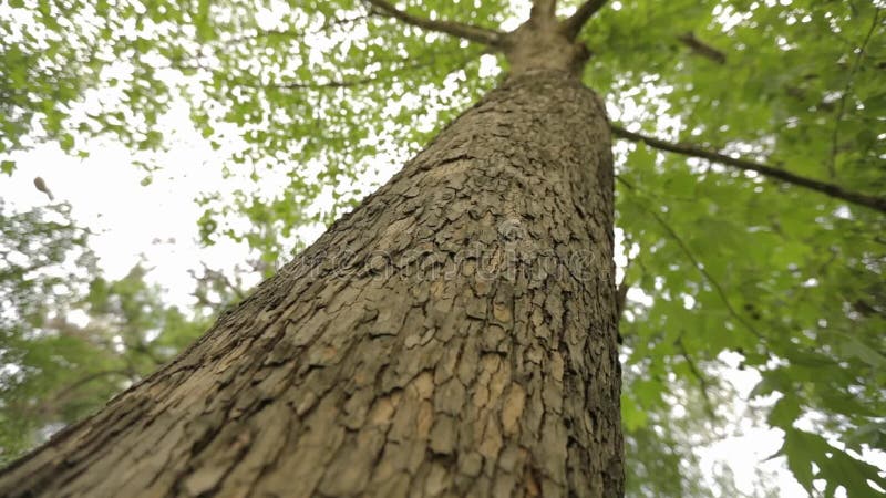 Crown of the Tree Bottom View, Large Tree with Forked Branches, Old ...