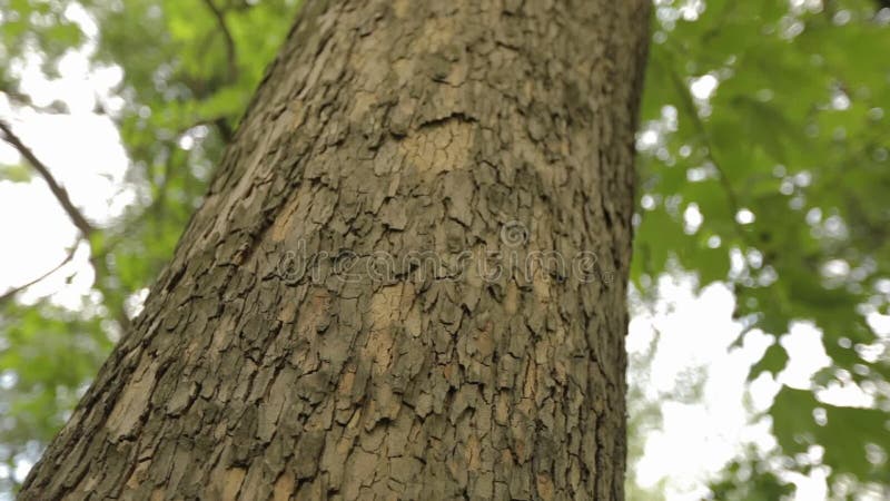 Crown of the Tree Bottom View, Large Tree with Forked Branches, Old ...