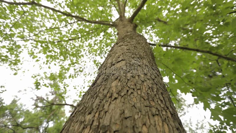 Crown of the Tree Bottom View, Large Tree with Forked Branches, Old ...