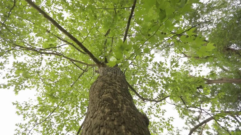 Crown of the Tree Bottom View, Large Tree with Forked Branches, Old ...