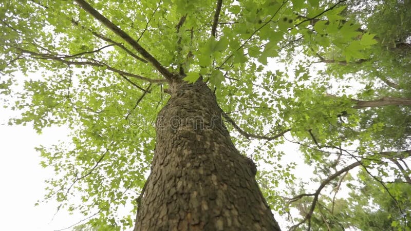 Crown of the Tree Bottom View, Large Tree with Forked Branches, Old ...