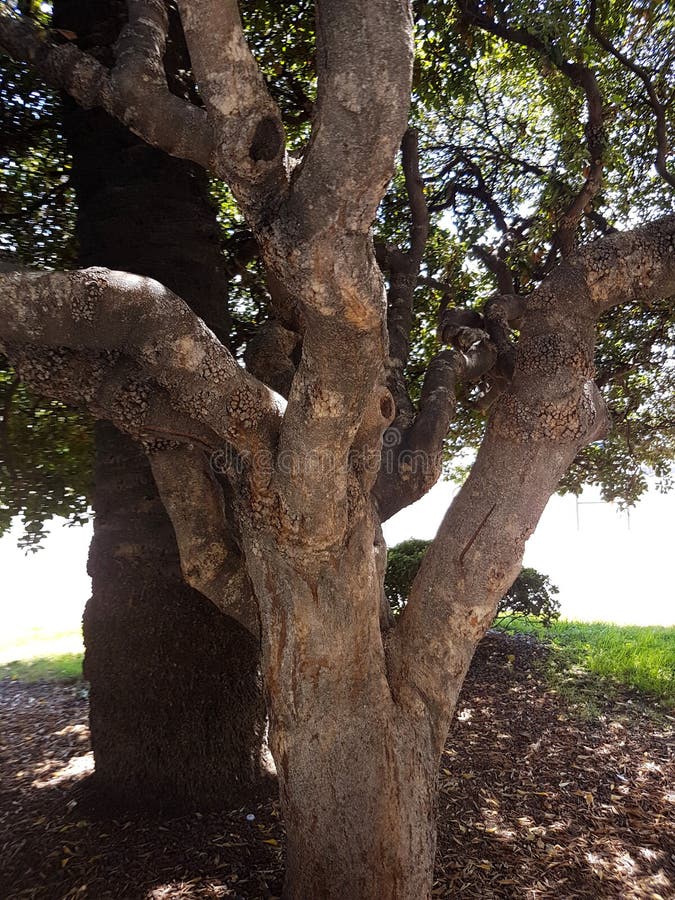 Crown of tree stock photo. Image of trunk, background - 154895076