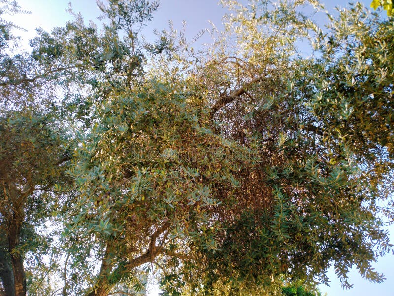 Crown tree in closeup stock image. Image of fruit, botany - 263008311