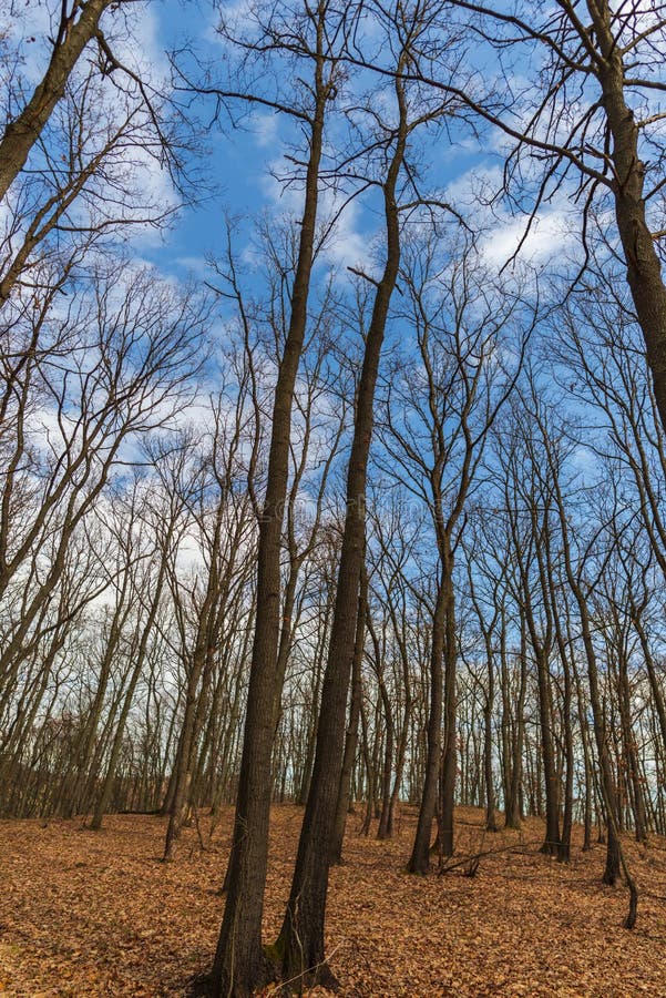 Crown of tree stock photo. Image of closeup, line, texture - 203529680