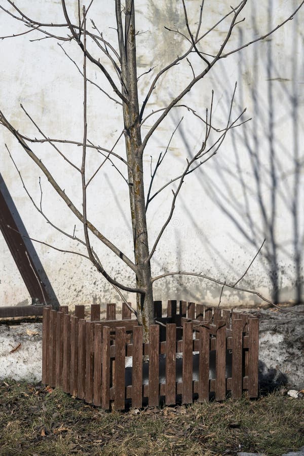 The Crown of a Tree Enclosed by a Fence in Early Spring. Stock Photo ...