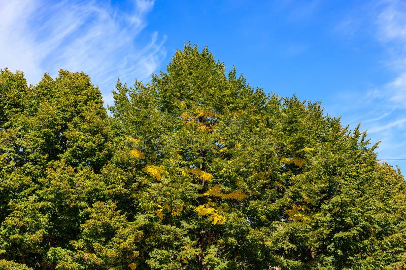 Crown of a Tree with the First Autumn Leaves. Background with Selective ...
