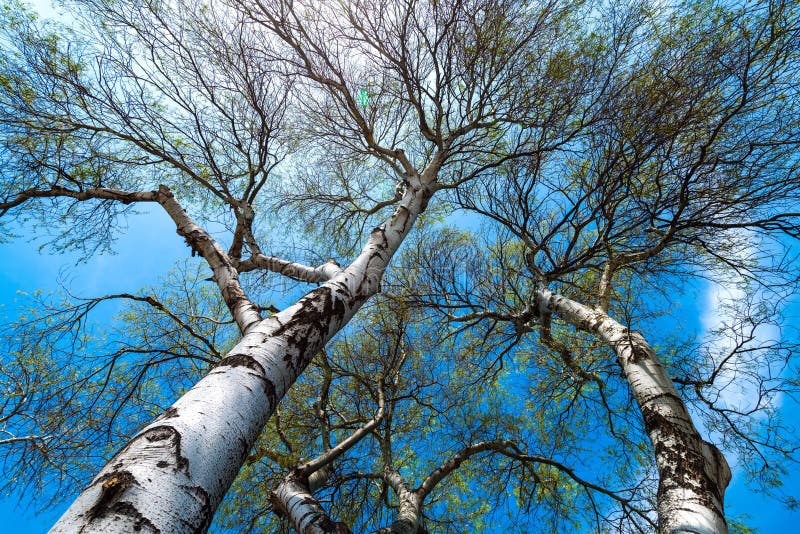 Crown of tree stock photo. Image of plant, resistant - 70014600