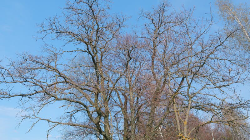 Crown of a Tree without Leaves in Early Spring. Spring Natural ...