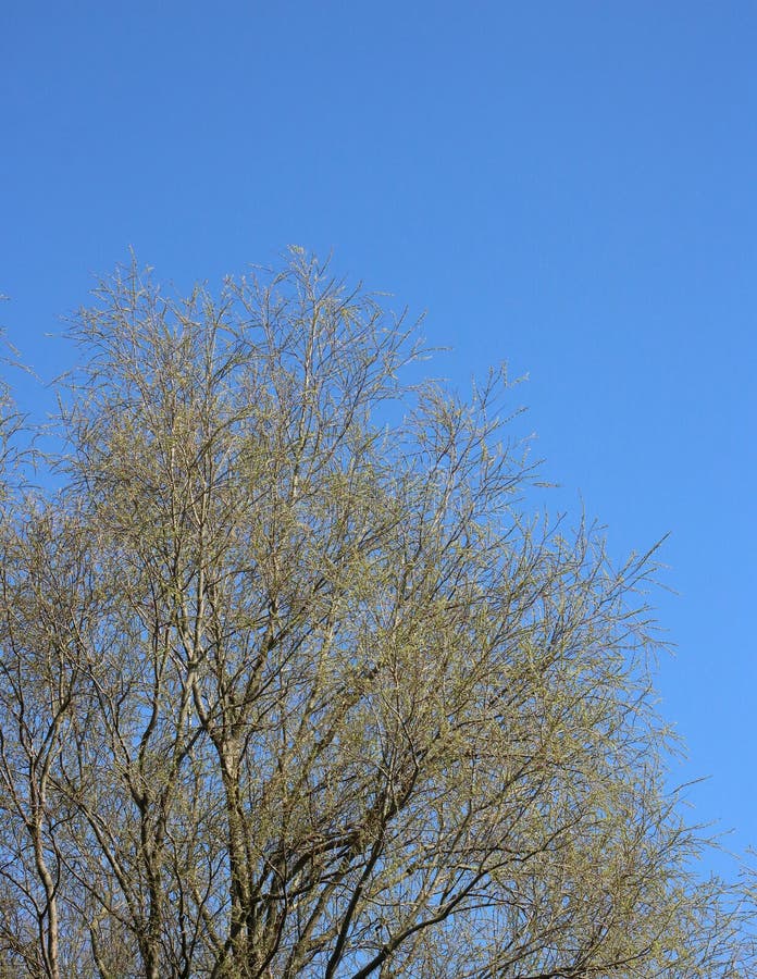 Crown Of Tree With Leaves Opening In Spring Stock Image - Image of ...