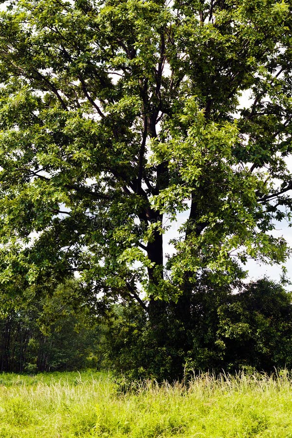 Crown tree in spring stock photo. Image of blooming, high - 73796412