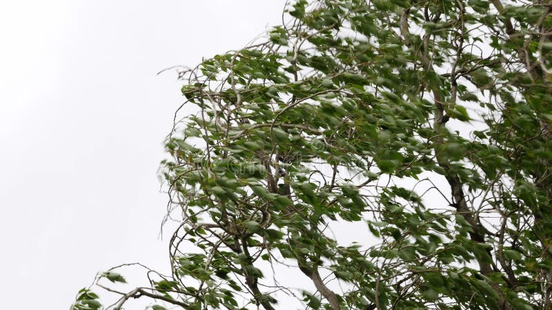 The Crown of a Tree Sways in a Strong Wind. the Leaves Tremble Under ...