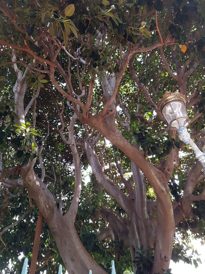Crown of tree stock photo. Image of trunk, shadow, nature - 154895124